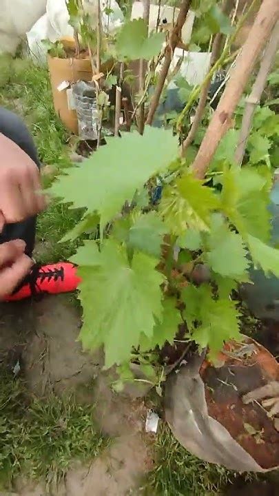 ჩვენი ქოთნის ვაზები Youtube