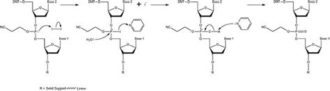 Dna Oligonucleotide Synthesis