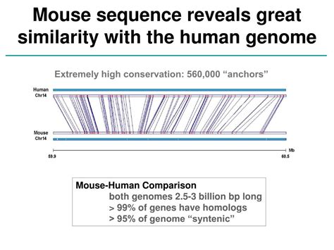 Ppt Using Mouse Genetics To Understand Human Disease Powerpoint