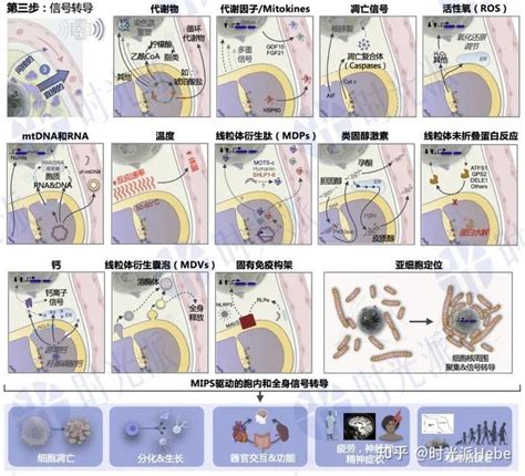 颠覆Cell子刊重磅综述线粒体不再只是细胞发电厂 知乎