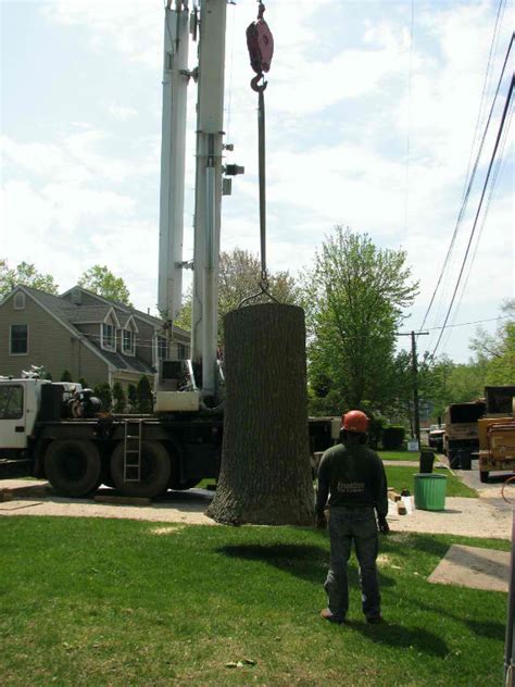 Tree Removal Red Bank NJ Frontier Tree Company