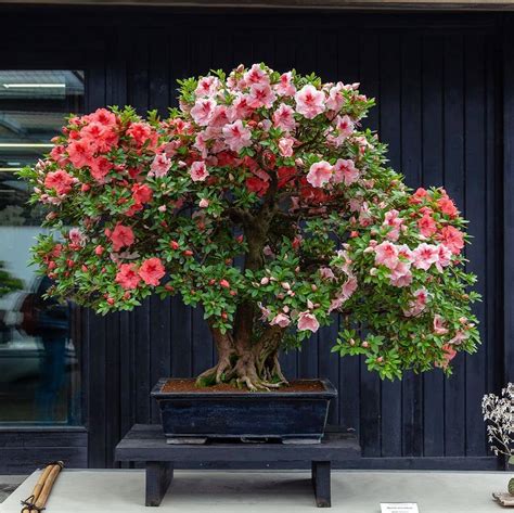 Plant Faqs Rhododendron Indicum