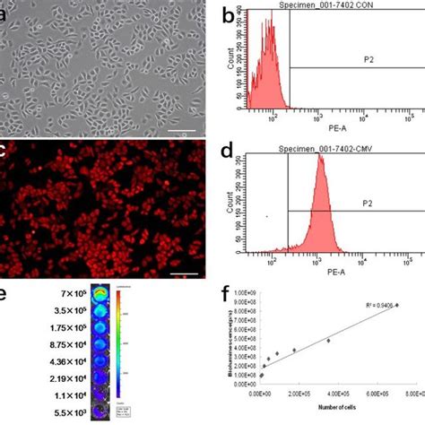 Fluorescence Activated Cell Sorting Analysis Of Mesen Chymal Stem