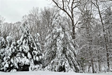 무료 이미지 나무 숲 분기 눈 겨울 검정색과 흰색 서리 날씨 단색화 시즌 가문비 삼림지 서식지 동결 흑백 사진 자연 환 경 우디 식물