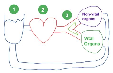 Shock Flashcards Quizlet