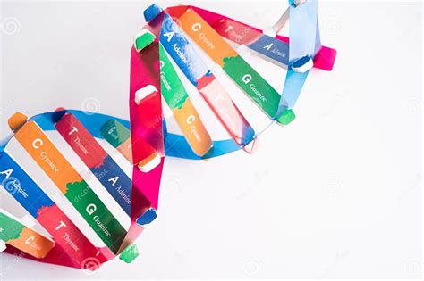 Dna Or Deoxyribonucleic Acid Is A Double Helix Chains Structure Formed By Base Pairs Attached To