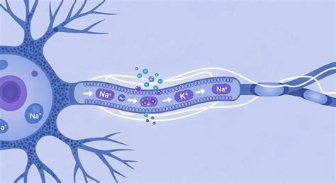 Sodium And Muscle Contraction Essential Functions