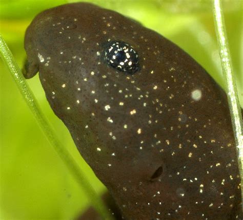 List 98 Pictures Tadpole Identification Pictures Of Types Of Tadpoles Sharp