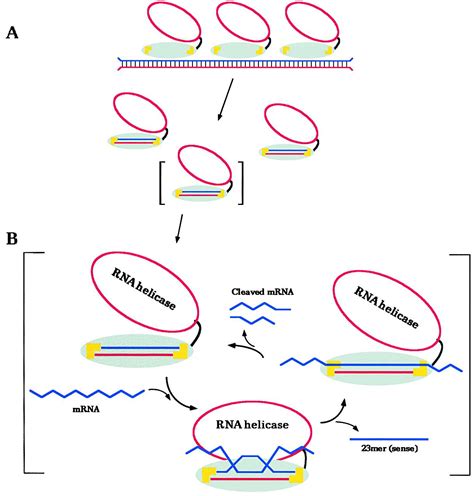 Double Stranded Rna As A Template For Gene Silencing Cell