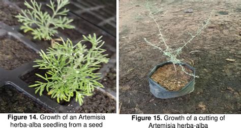 Figure From Sexual And Asexual Propagation Of Artemisia Herba Alba A Native Pastoral Species