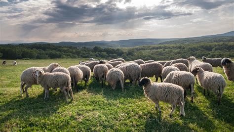 Breeding Sheep For Lower Methane Emissions 8 9ha