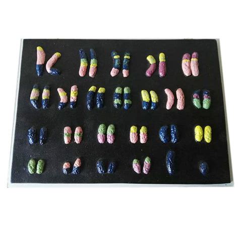 Educational Model Chromosome Anatomic Model Biological Teaching Model Chromosome Model