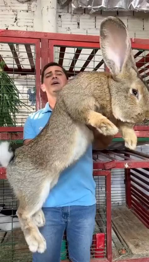 How To Clean A Flemish Giant Rabbit At Lara Tolmie Blog