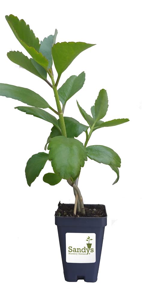 Bryophyllum Pinnatum