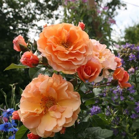 Саженцы розы арабия купить в Москве по цене от 690 рублей