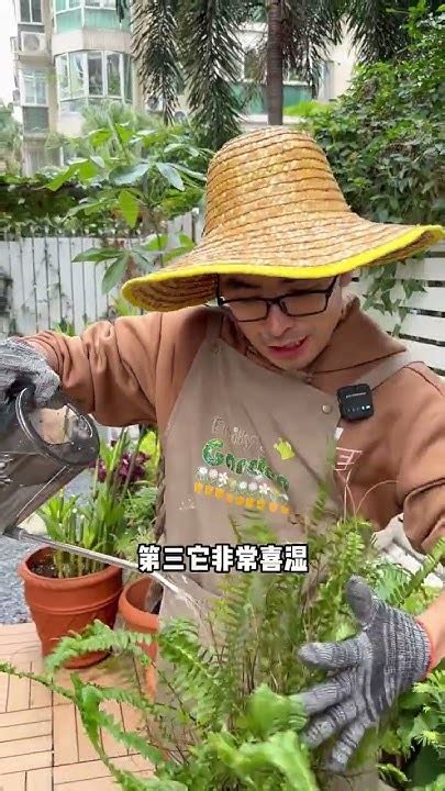 扔在地上都能随便活，还能养不好？ 肾蕨太好养了，记住这三点！ 花卉绿植 盆栽 肾蕨 养花小知识 养护小知识 Youtube