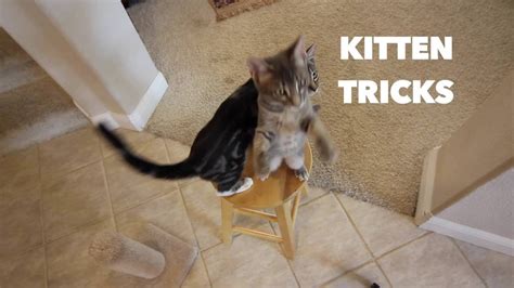 Kitten Tricks Part 1 YouTube