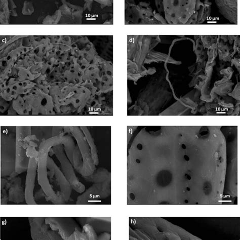 Sem Micrographs At 1000 × Top And 3000 × Bottom Of Rab A B Atab Download Scientific