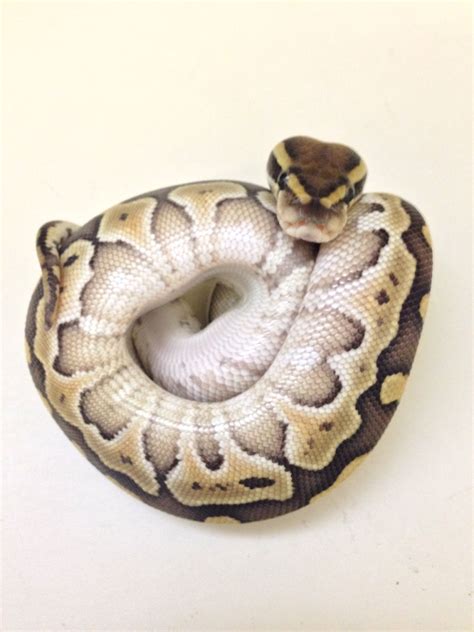 Sensi Butter Ball Python