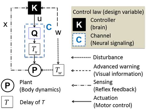 Feedback System Model For Sensorimotor Control Download Scientific