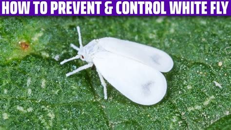 White Fly How To Prevent And Control It Youtube
