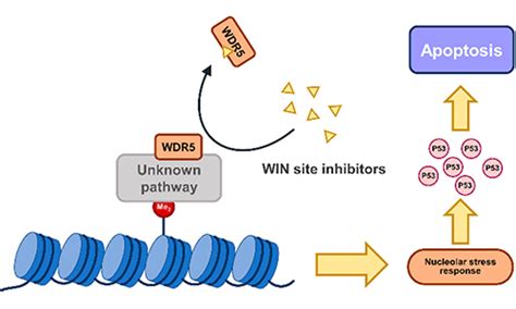 Wd Repeat Containing Proteins Aladdin Scientific