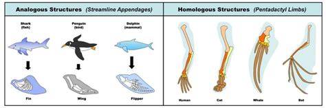 Difference Between Homologous And Analogous Structures