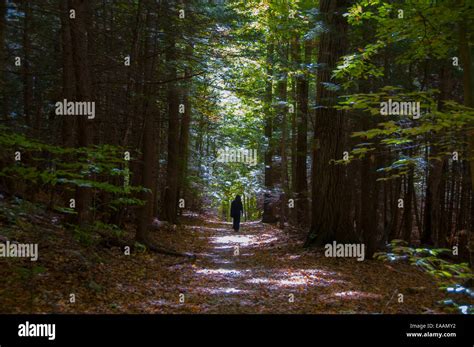 Women Walking On A Tree Lined Sun Speckled Forest Path Light At The End Of The Path Stock