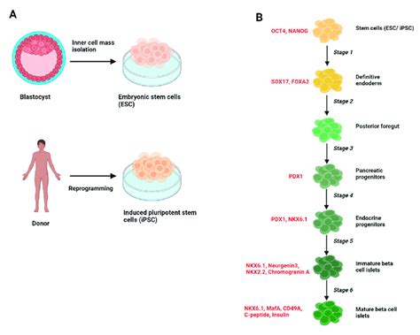 Schematic Of The Generation Of Stem Cell Derived Pancreatic Beta Cell