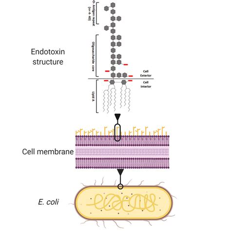 Endotoxin Units At Dina Mcalpin Blog