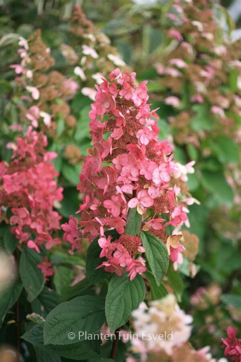 Hydrangea Paniculata ‘dolly Esveld Shop