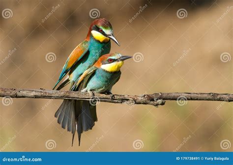 Common Bee Eater Merops Apiaster Birds Make Love Sex Stock Image