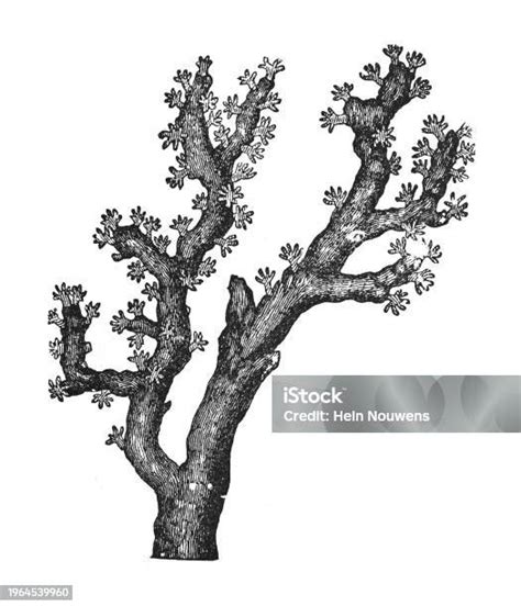 귀중한 산호 또는 붉은 산호 흰색 배경에 고립 된 빈티지 새겨진 그림 0명에 대한 스톡 벡터 아트 및 기타 이미지 0명 19세기 19세기 스타일 Istock