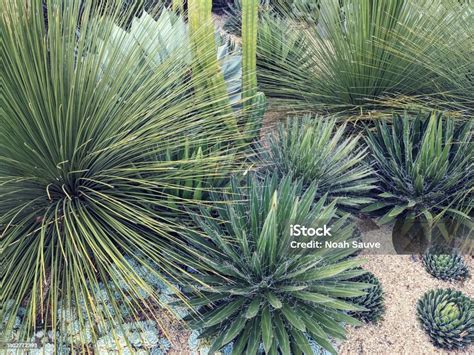 샌프란시스코 세일즈포스 파크의 사막 정원에 있는 용설란 식물과 즙이 많은 식물 사우스 오브 마켓 샌프란시스코에 대한 스톡 사진 및 기타 이미지 사우스 오브 마켓