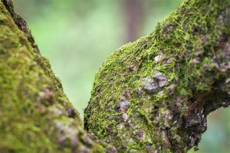 Tree Moss Stock Photos Images And Backgrounds For Free Download