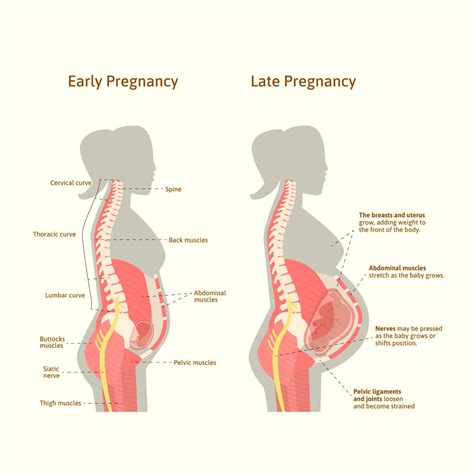 Diastasis Recti — Longevity And Performance Institute