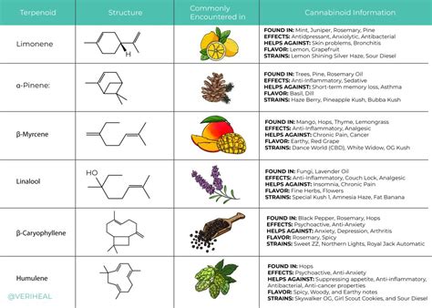 Understanding Cannabis Terpenes And Their Effects