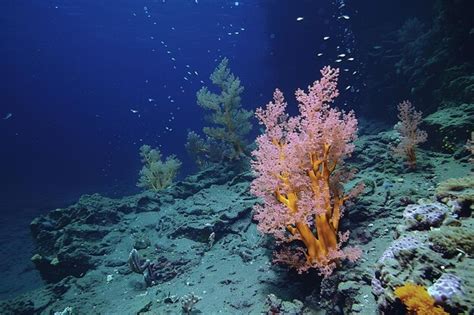 Investigating Seamount Ecosystems Ar Generative Ai Premium Ai Generated Image