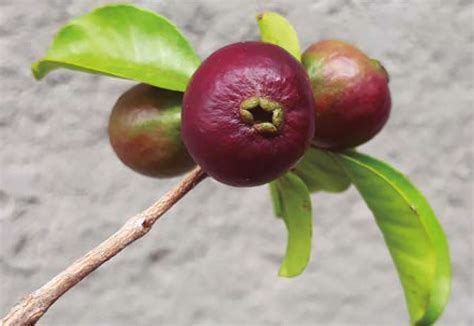 Mata Atlantica Plantas Nativas 27 De Maio Dia Da Mata Atlântica Um