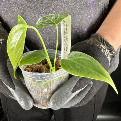 Yahoo オークション Y095 Anthurium Veitchii 台湾株 【2 29輸入・