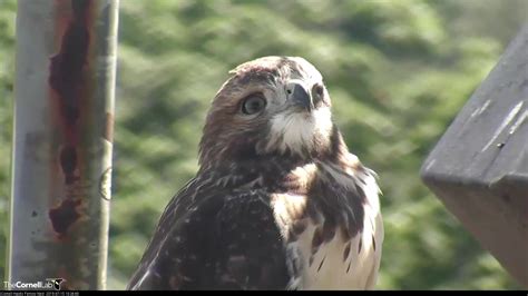 Red Tailed Hawk Fledgling Perches For A Close Up July 15 2019 Youtube