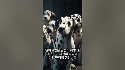 강아지와 관련된 흥미로운 사실들 Youtube
