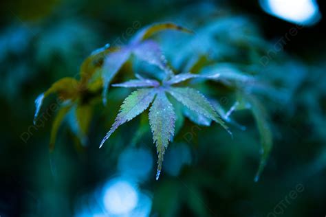 Landscape Photography Green Maple Leaf Background Fresh Environmental