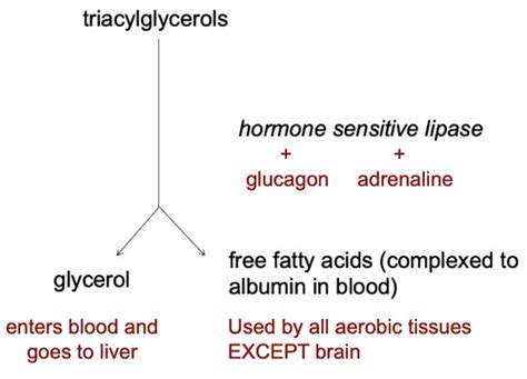 BIOC Lecture 36 Flashcards Quizlet