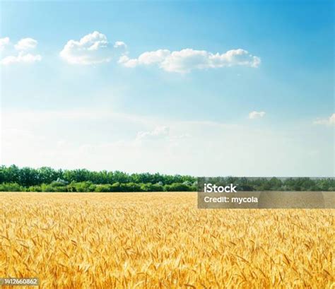 맑은 시간에 작물과 흐린 푸른 하늘이있는 황금빛 들판 수확과 함께 남부 우크라이나의 들판 0명에 대한 스톡 사진 및 기타 이미지 Istock