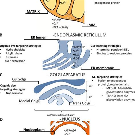 Schematic Representation Of Targeting Strategies Targeting Strategies Download Scientific