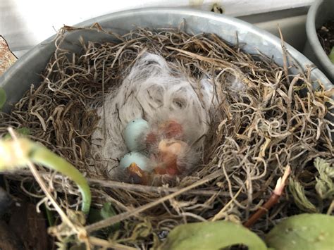 1118 Best Hatchling Images On Pholder Nature Is Fucking Lit