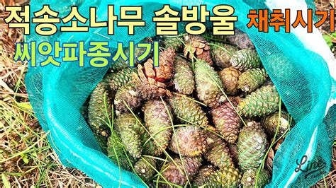 적송소나무 솔방울 씨앗따기 솔방울 채취시기 솔방울 씨앗으로 소나무키우기 소나무씨앗 파종 시기 Youtube