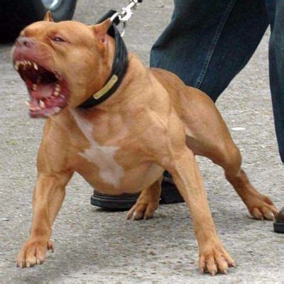 美国比特犬正宗 纯种比特犬图片 伤感说说吧