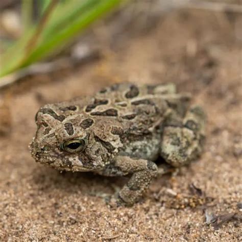 Frogs In Iowa 17 Different Species SnakeTracks Com